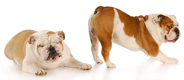 Understanding English Bulldog Tails: Shapes, Care, and Docking