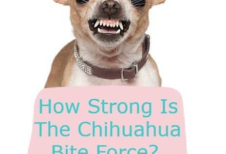 Unveiling Chihuahua's Bite Force: Facts Revealed