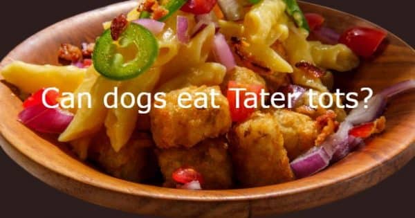 Can dogs eat Tater tots? Symptoms And Treatment - PokyDogs