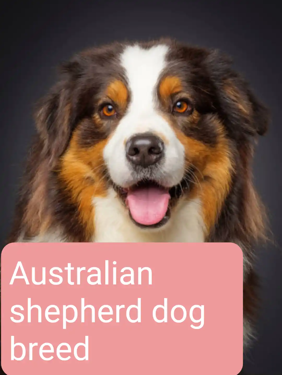 Australian Shepherd Dog Breed Price | Temperament | lifespan | Health ...