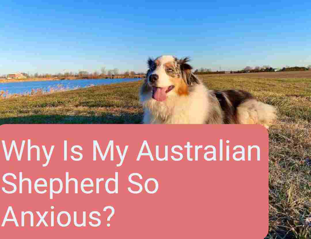 Why Is My Australian Shepherd So Anxious - PokyDogs