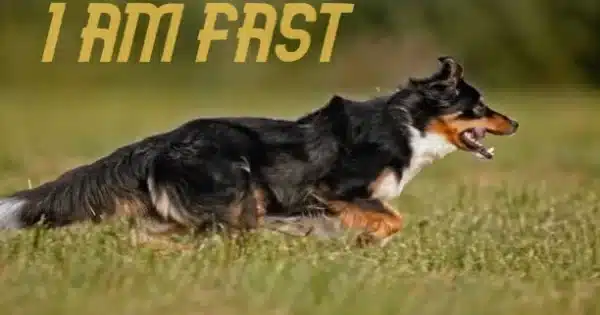 How fast do Australian shepherds run? 6 great activites for Aussies ...