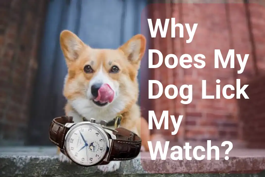 Why Does My Dog Lick My Watch? Exploring Canine Behavior