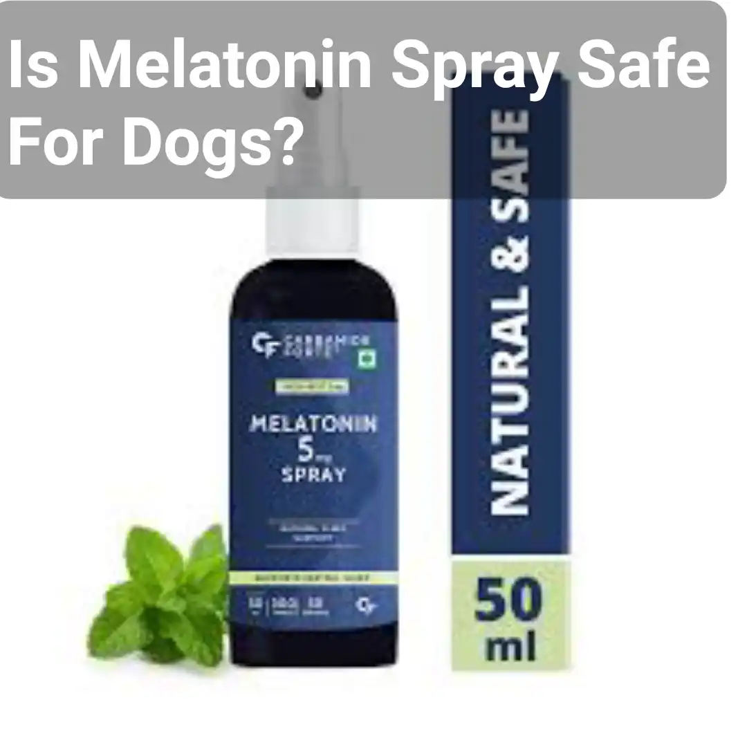 Melatonin Spray For Dogs: Safety, Uses, Alternatives